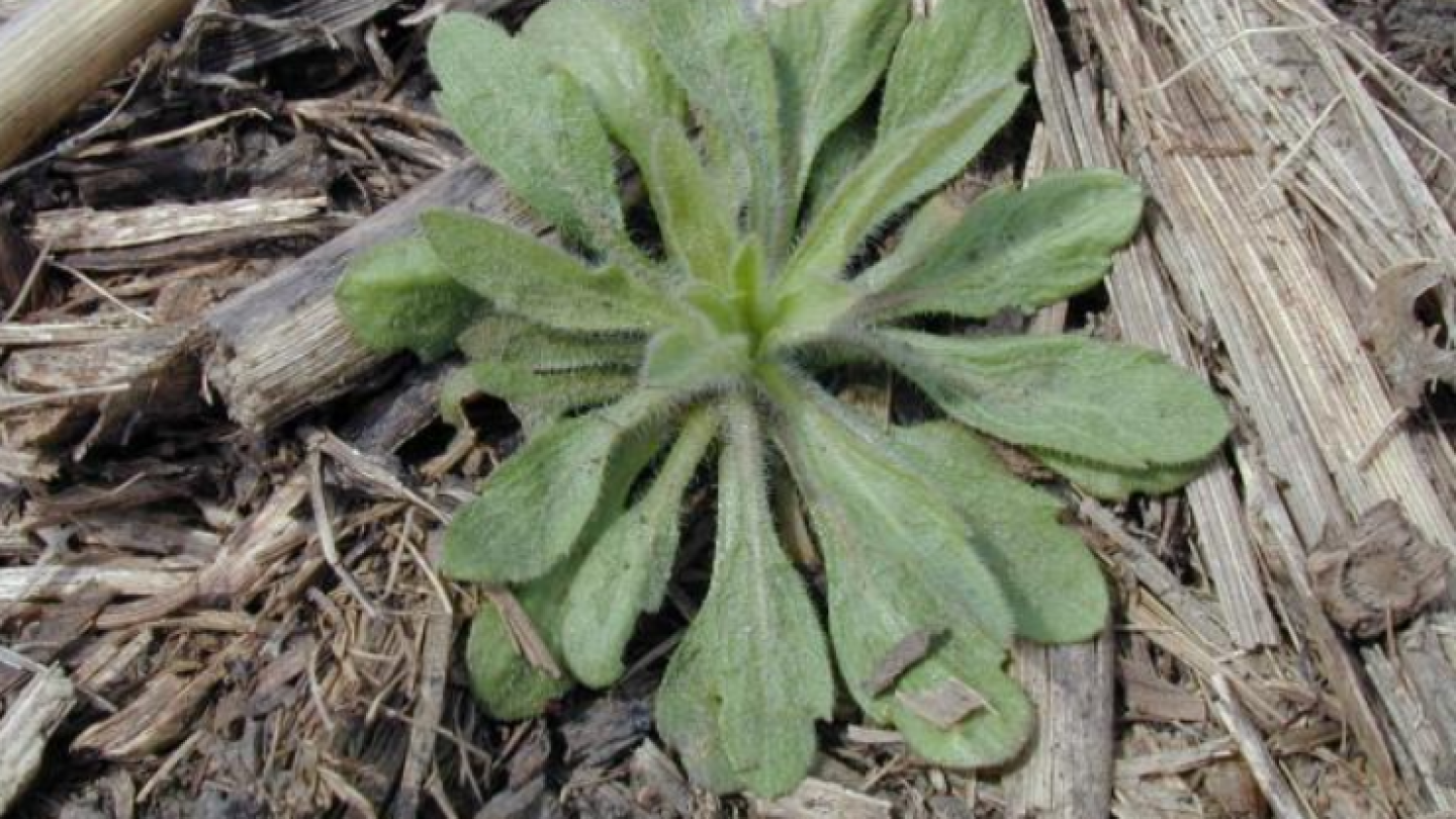 2023 Looks Like a Tough Year to Control Weeds - AgWeb