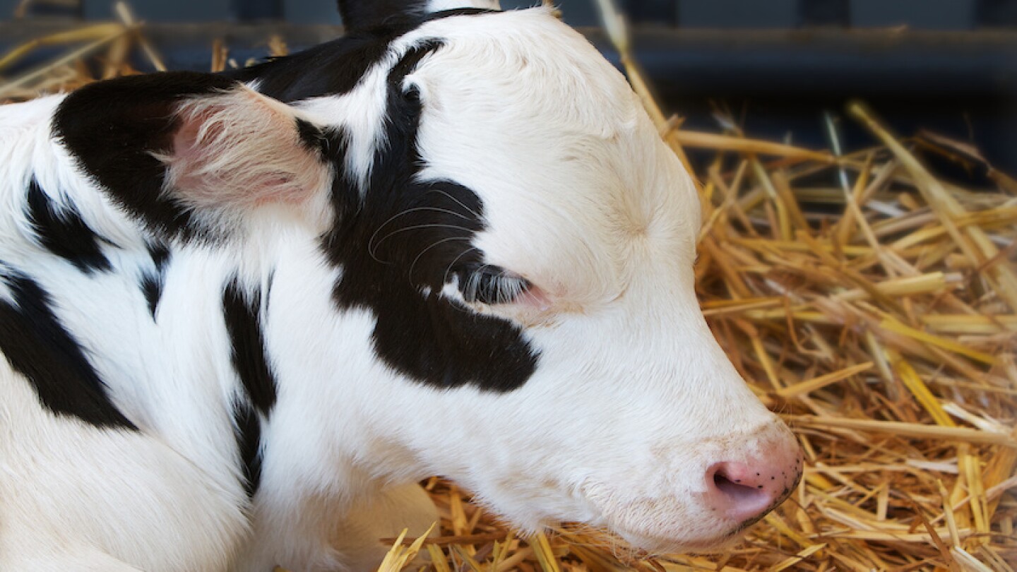 10 Early Interventions to Help Sick Calves - Bovine Vet