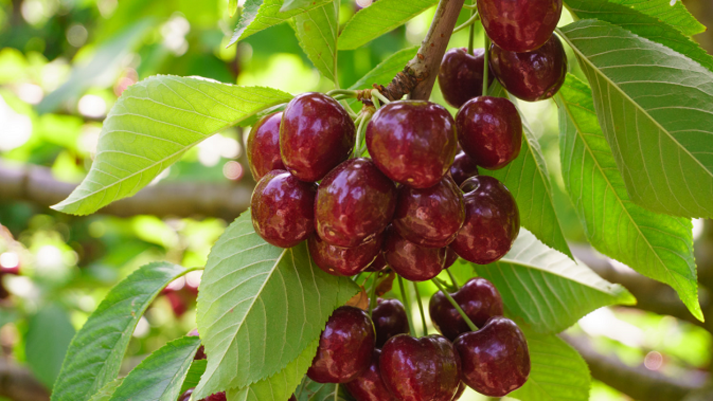 Stemilt field staff on top of California cherry harvest predictions ...