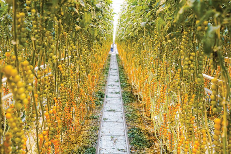 Ohio businesses rise to meet COVID-19’s challenges - The Packer - Fruit ...