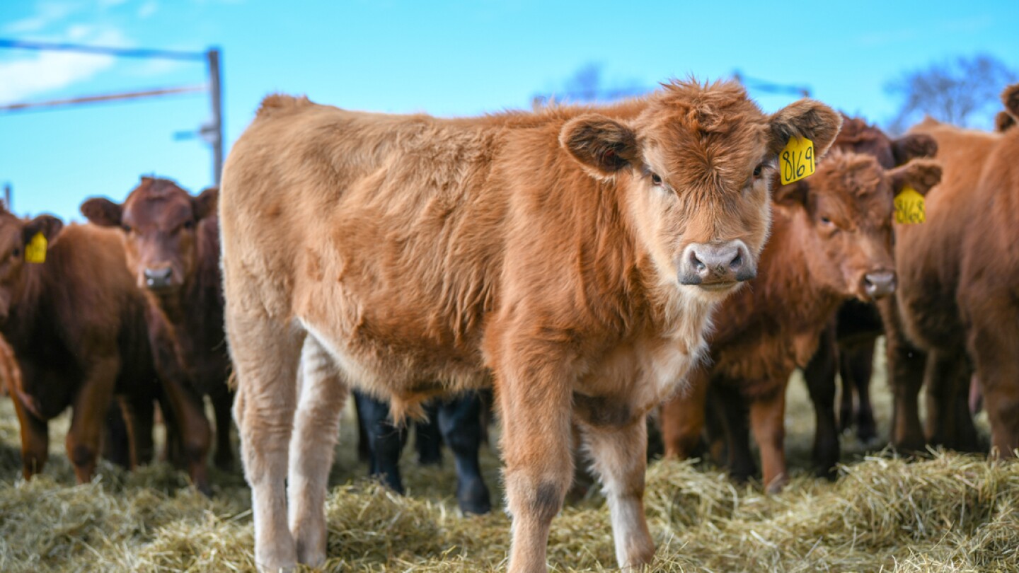 Thinking of Backgrounding Calves this Fall? - Drovers