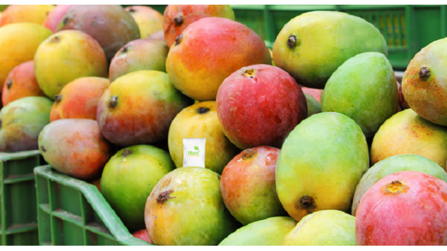 Hazel Tech trials on tropical fruit successful - The Packer