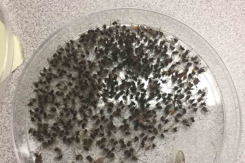 ASF Virus DNA Discovered in Non-Biting Flies Collected from Outbreak ...