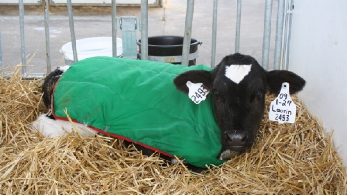 The Importance of Tracking Heifer Growth - Dairy Herd