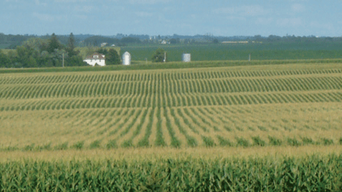 us corn fields