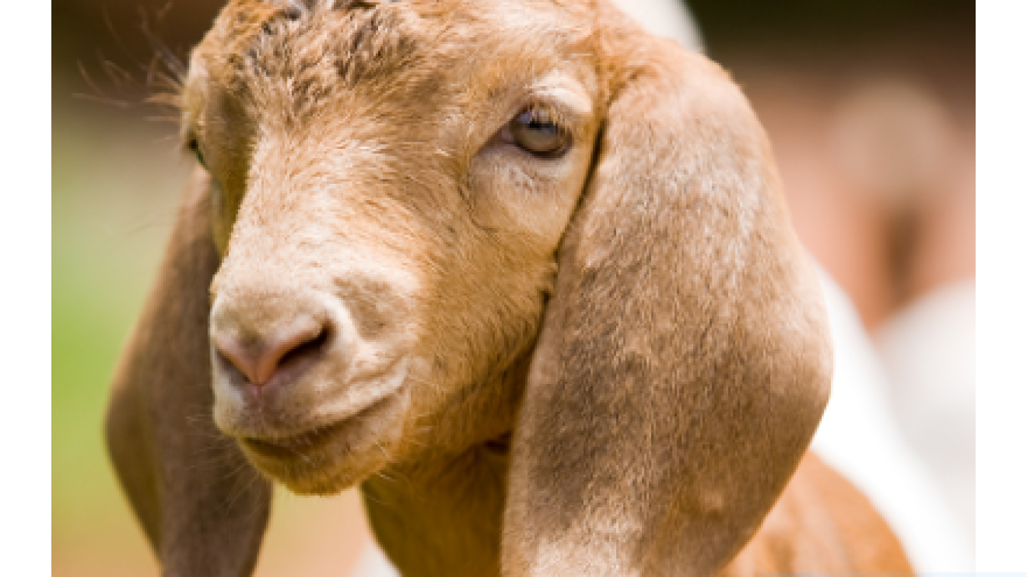 Veterinary Viewpoints: Controlling Internal Parasites In Sheep And ...