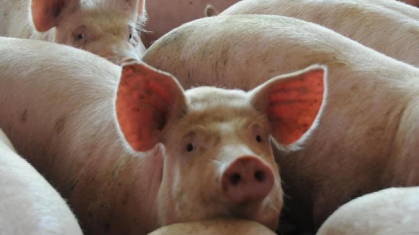 China's New Pig Farmers Aim to Ride Out Boom-Bust Cycle