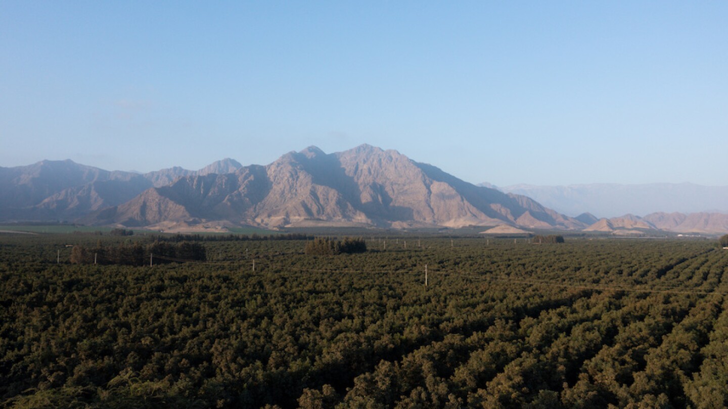 Calavo Growers, Viru Group celebrate alliance and milestone ...