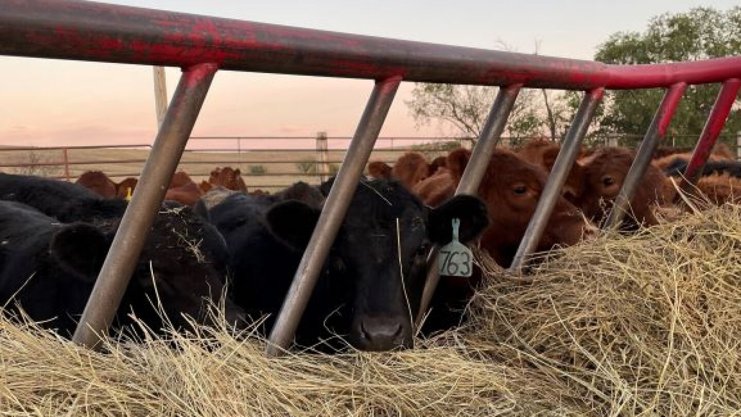 Weaning Considerations for Healthy Calves - Drovers