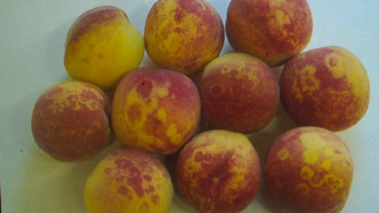 USDA declares U.S. free of plum pox virus - The Packer