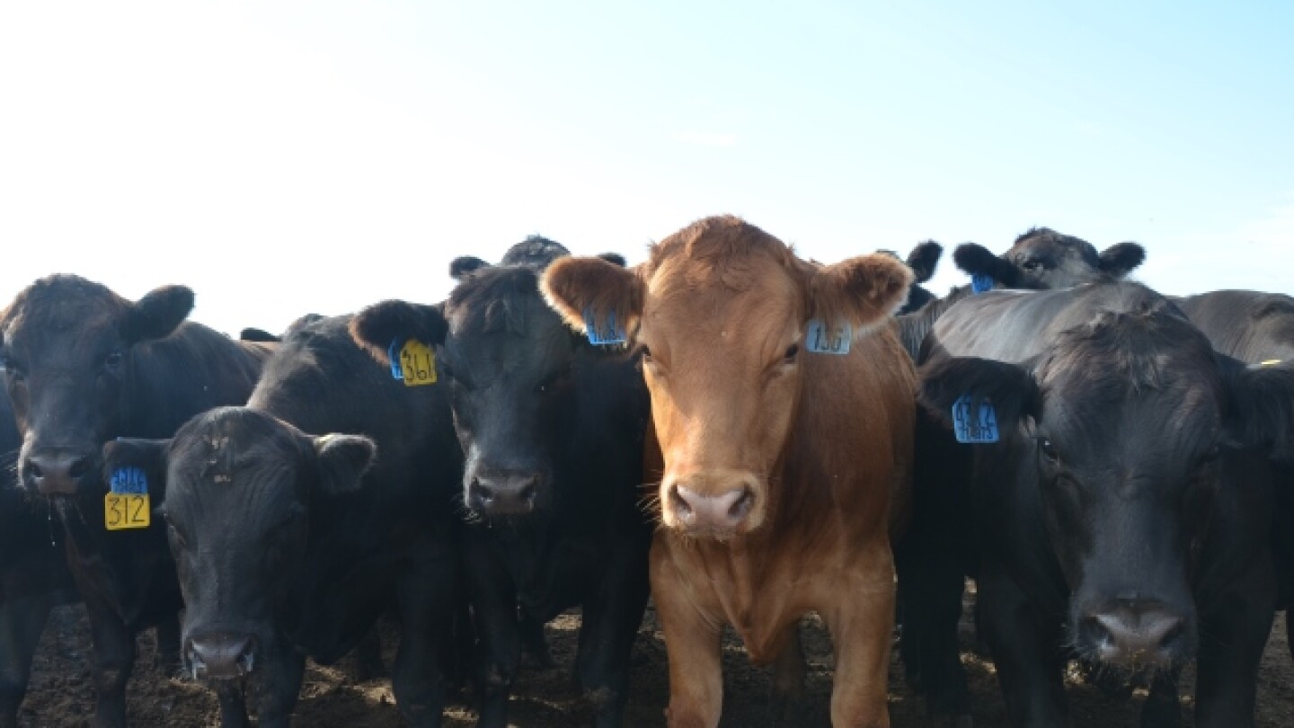 Managing Foot Rot In Cattle - Drovers