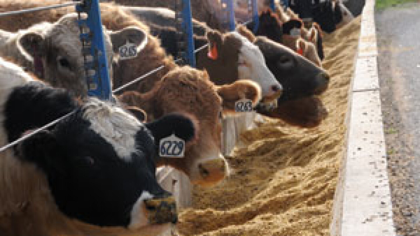 Midwest Cattle Feeders in Positive Position - Drovers
