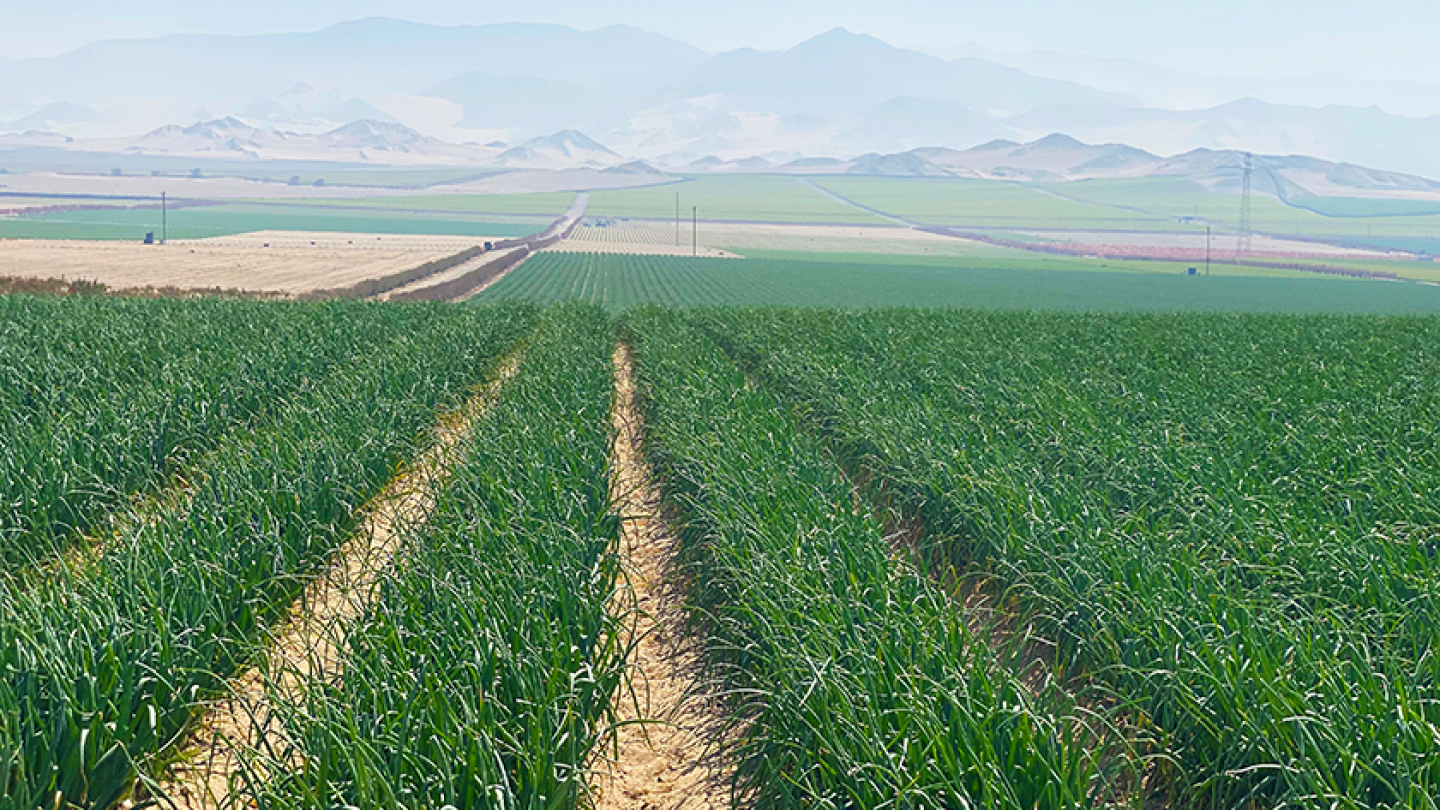 G&R Farms optimistic about Peruvian onion crop - The Packer