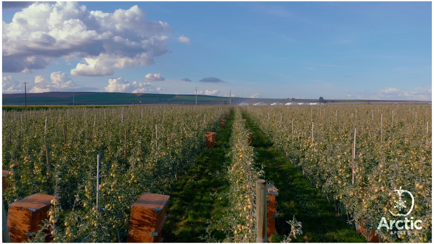 Arctic apple developer, grower releases 2020 harvest video - The Packer ...