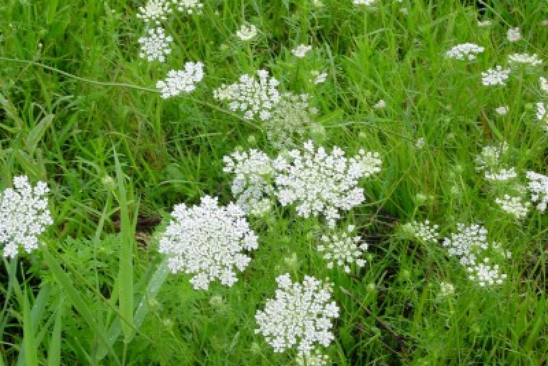 wild carrot