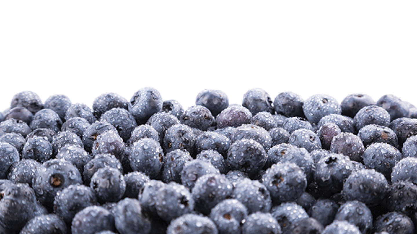 Blueberry fun facts for point-of-sale material - The Packer