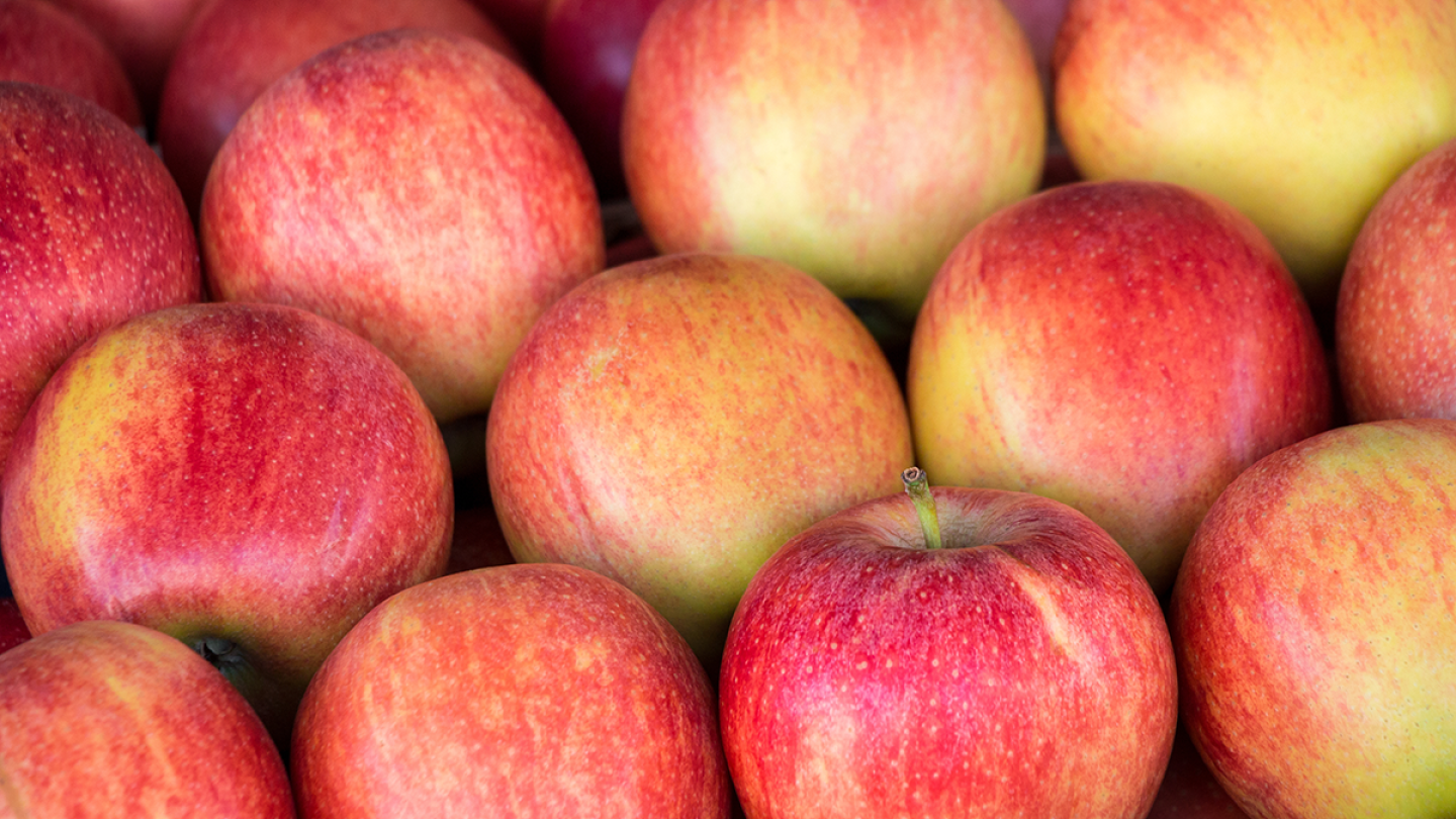 New Zealand apple exports projected higher in 2025 - The Packer