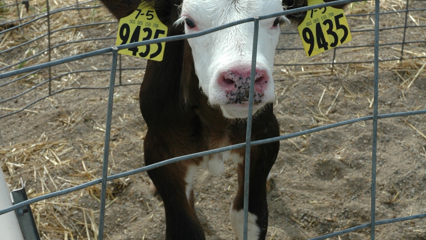 Crossbred dairy beef calves: What to consider before you buy - Drovers