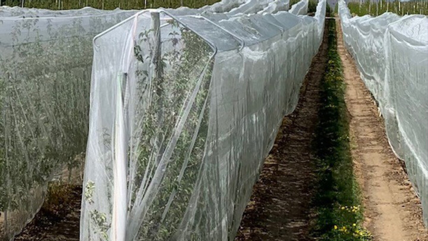 Drape Net gives crops a layer of protection - The Packer - Fruit and ...