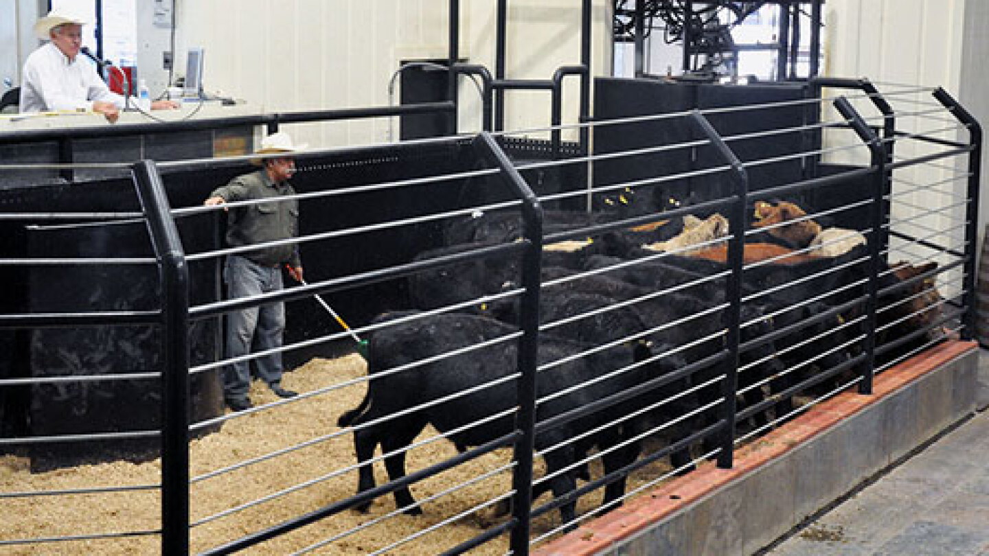 Cash Fed Cattle Lower, Calves Higher - Drovers