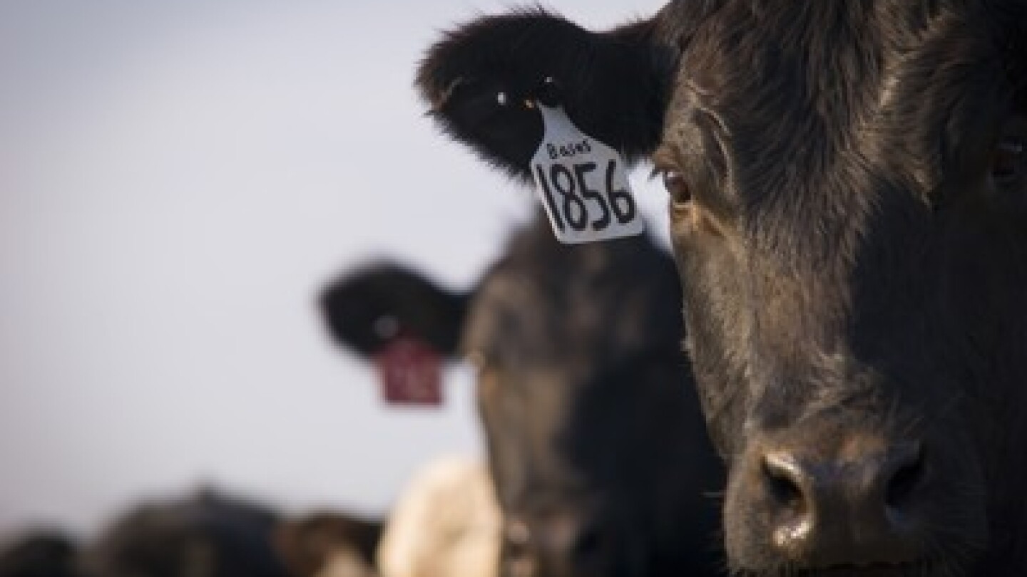 Veterinarians Detail Ear Tag, Tattoo Equipment and Best Practices ...