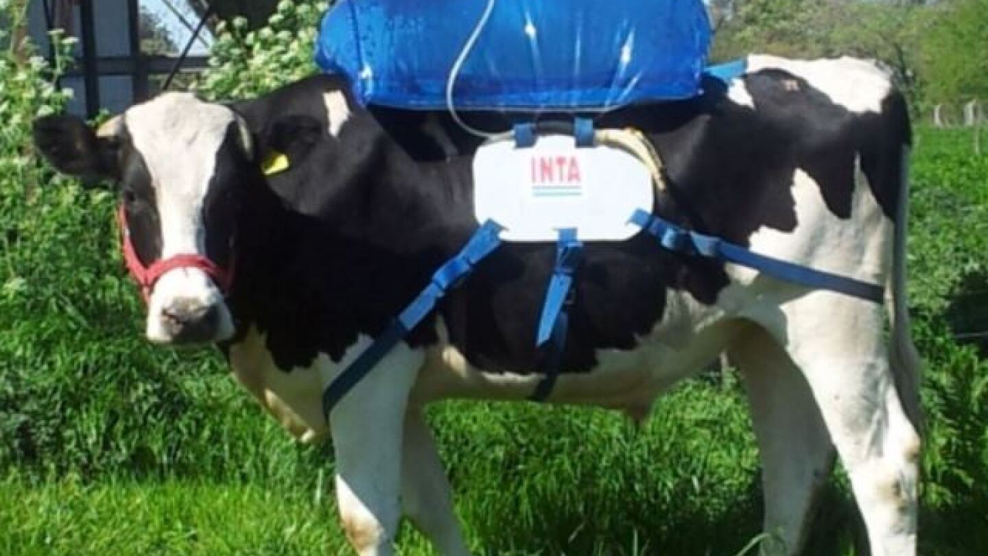 Could Less Gassy Livestock Be a Cash Cow? - Dairy Herd