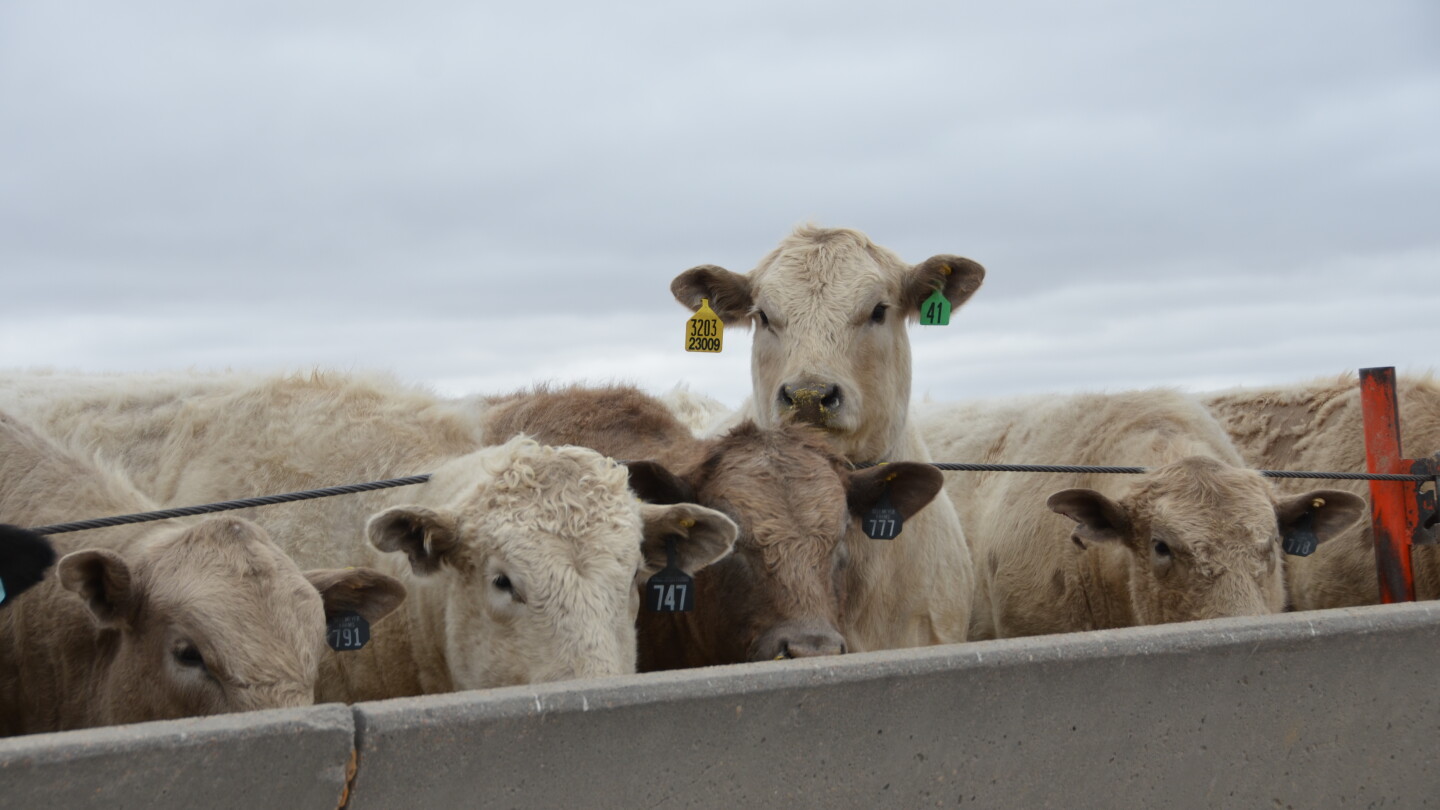 Cattle and Beef Markets: 2024 in Review - Drovers