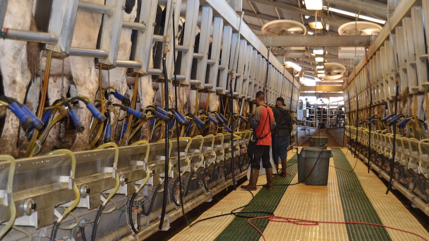 Build Labor Efficiency Into New Facilities - Dairy Herd