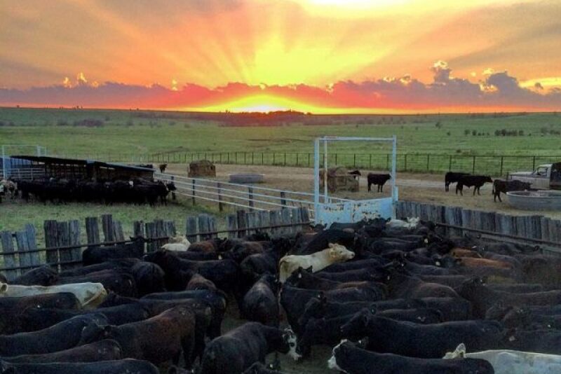 Ranch Life: Shipping Cattle in the Flint Hills of Kansas