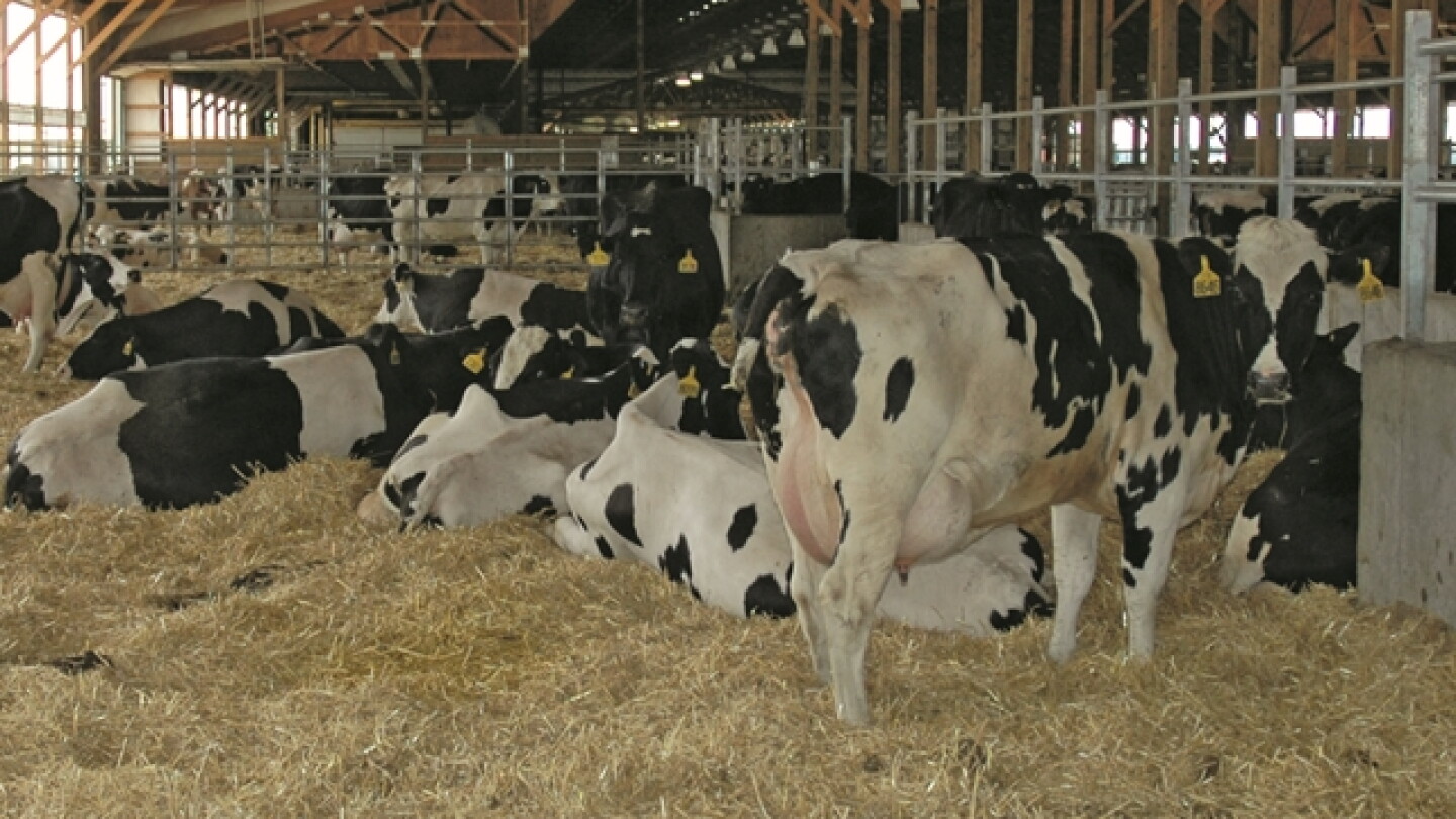 Fresh Cow Ketosis Tests Pay Back Big - Dairy Herd