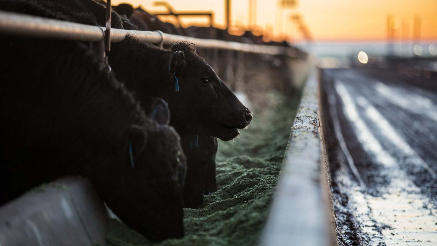 Bullish placements figure in Cattle on Feed Report - Pro Farmer