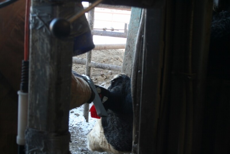 cattle implants comparison