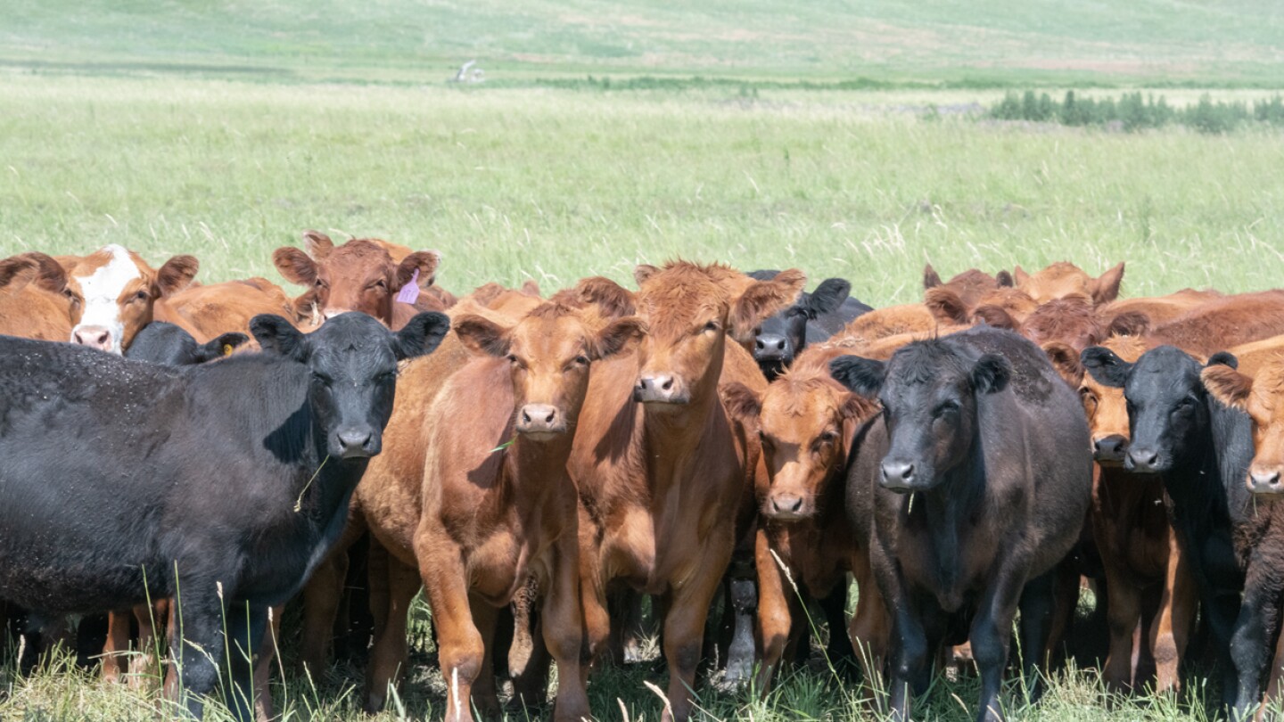 Nalivka: Genetic Merit Value Discovery Could Prove Monumental