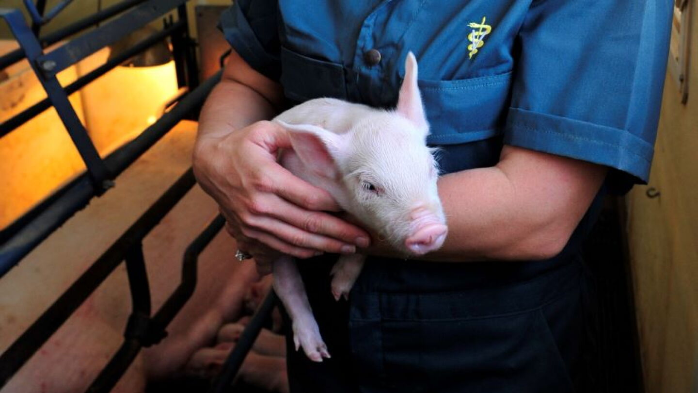 New Gut Technology Targets Pig and Piglet Health - Pork Business