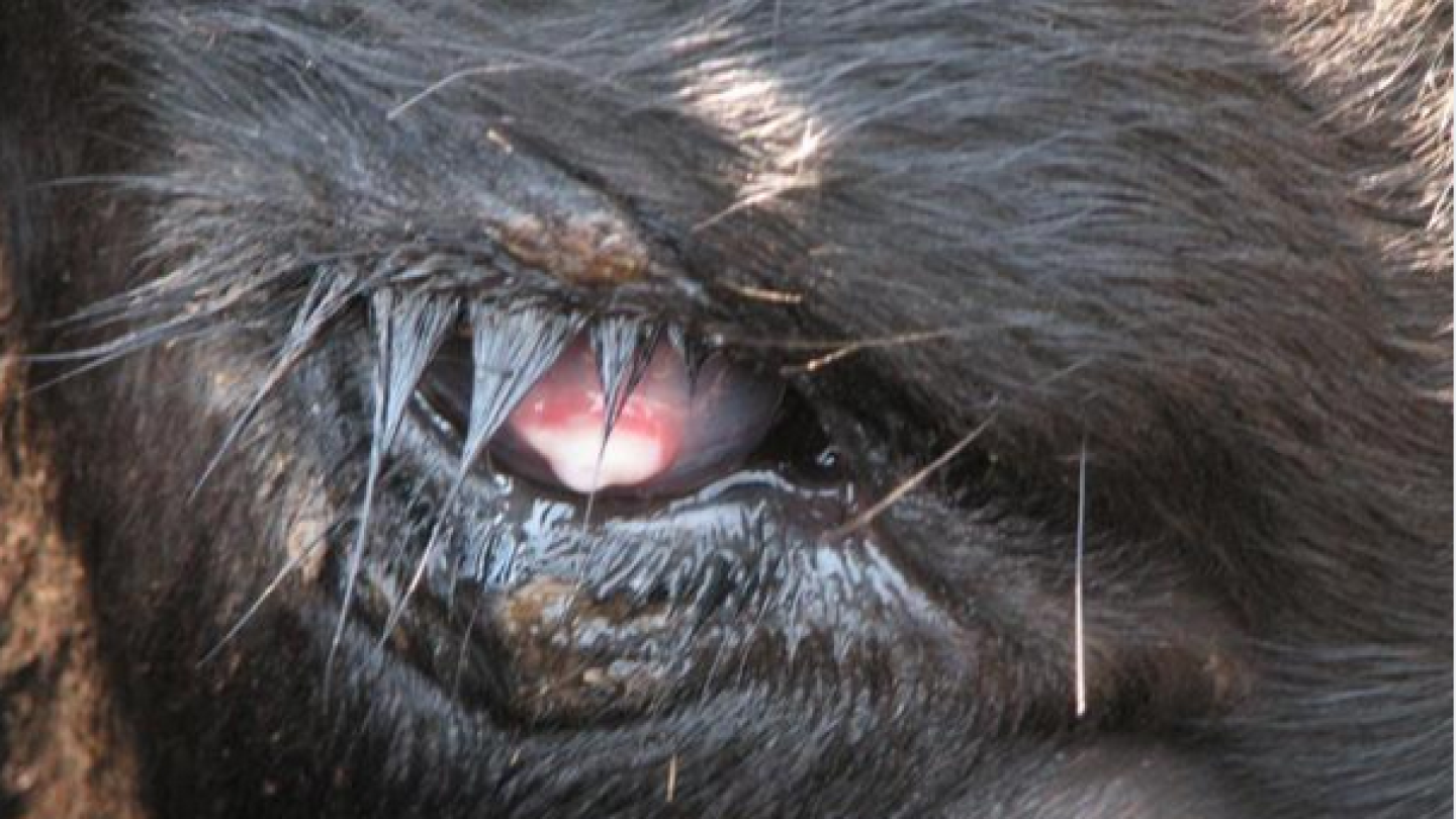 Protect Your Herd: Essential Tips for Preventing Pinkeye Post Pasture ...