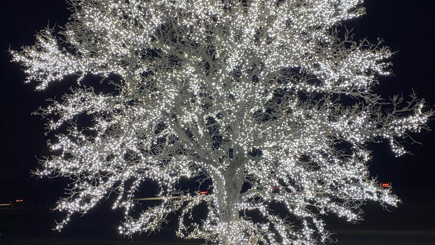 A Magical Rural Minnesota Christmas Tree - AgWeb