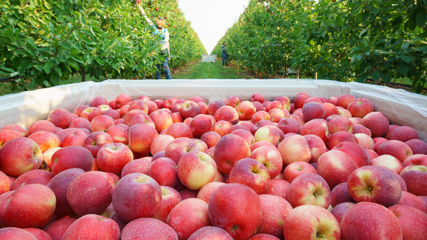 Washington's apple crop rebounds, giving retailers promotion ...