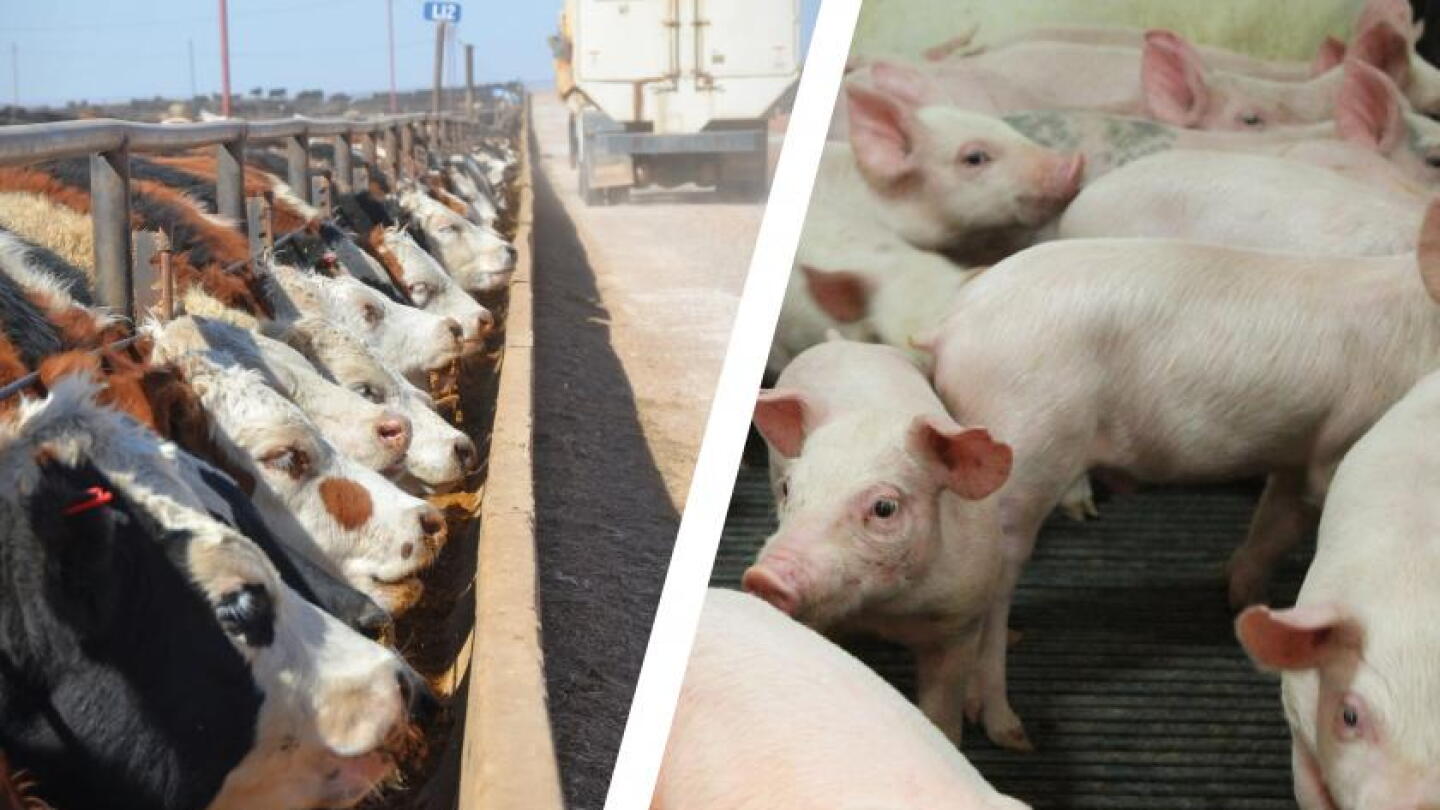 Profit Tracker: Beef Packers See More Red Ink; Pork Industry Margins ...