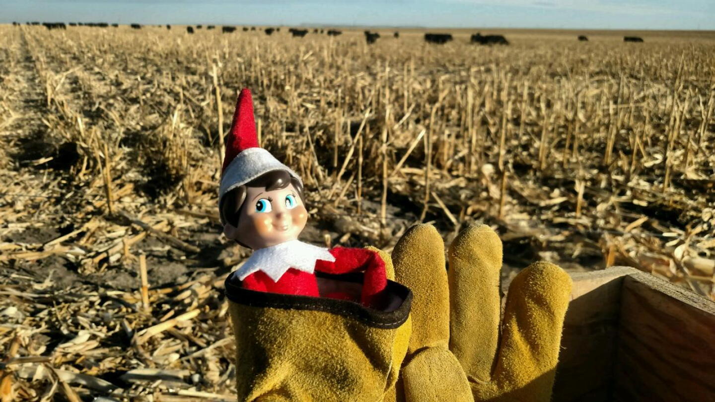 Elf on a Ranch Spreads Christmas Cheer - Drovers