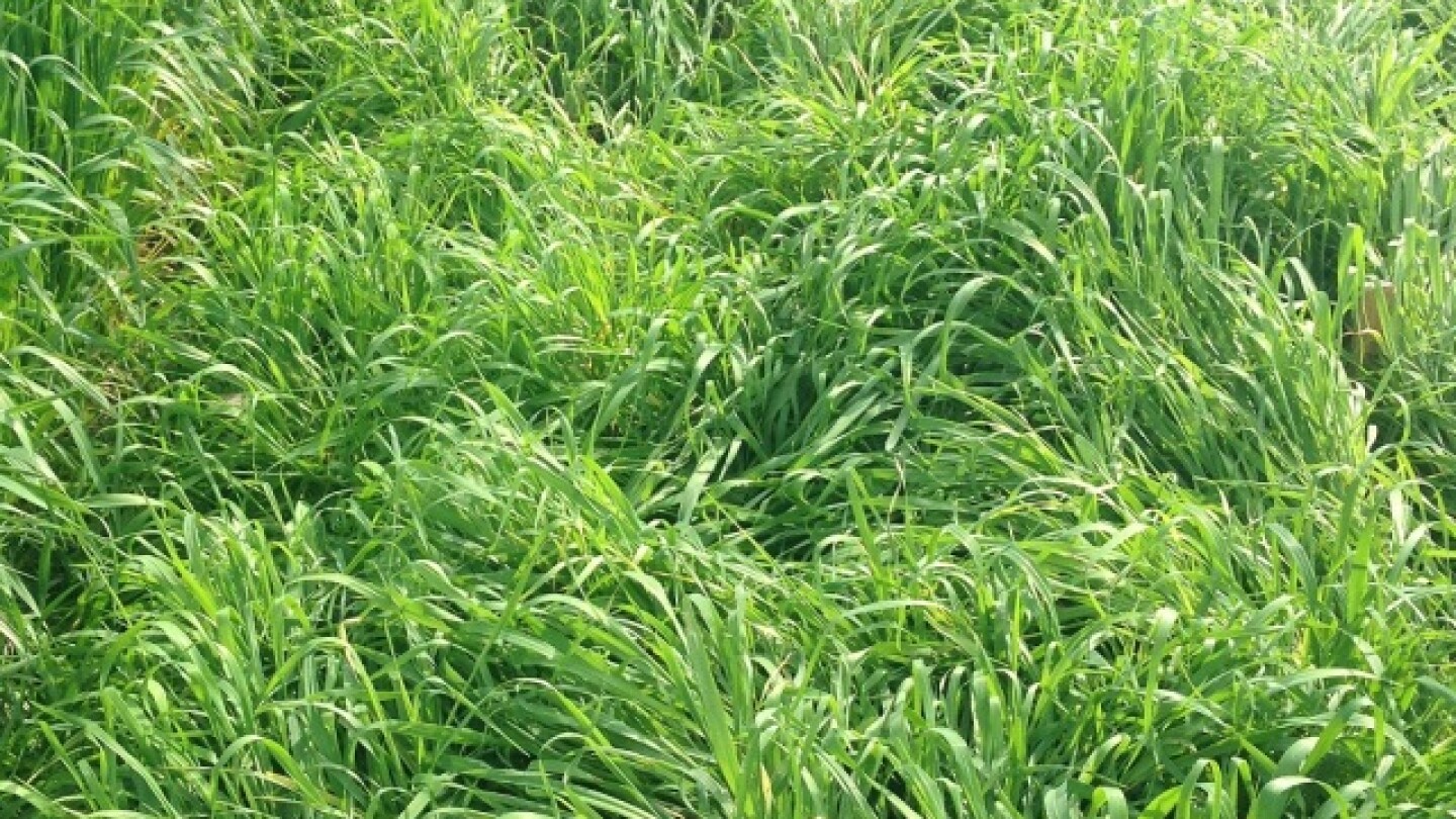 Peel: Oklahoma Forage Production Rebounds - Drovers