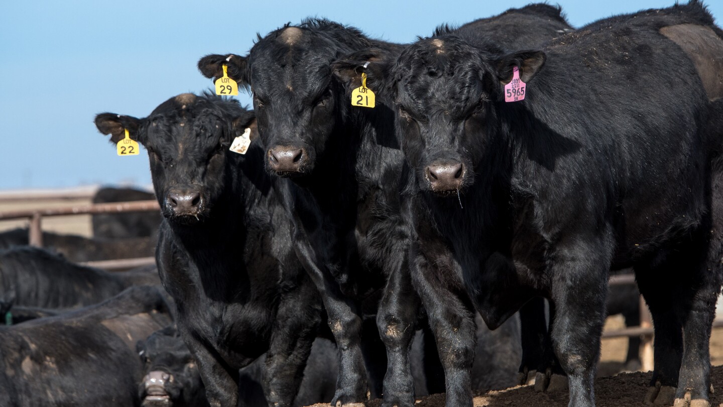 Gardiner Angus Ranch “Early Bird” Bull Sale Results