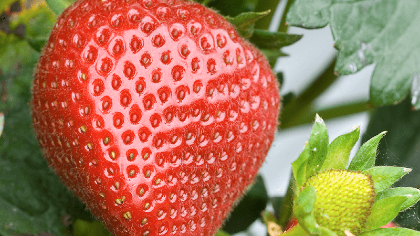 Strawberries — They're kind of a big deal - The Packer - Fruit and ...