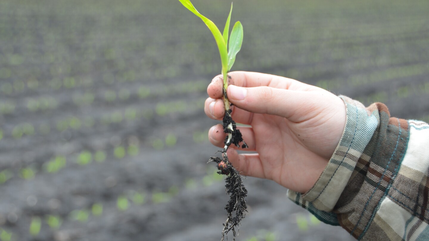 USDA's First 2021 Crop Progress Report Shows Planting Progress - AgWeb