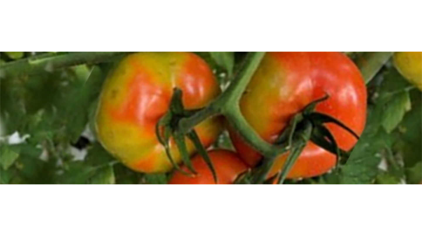 USDA seeking input on the handling of tomato virus - The Packer