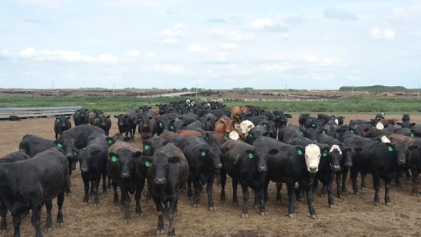 Grazing Cattle Sharply Higher, Fed Cattle Firm - Drovers