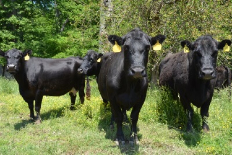 dutch cattle cull