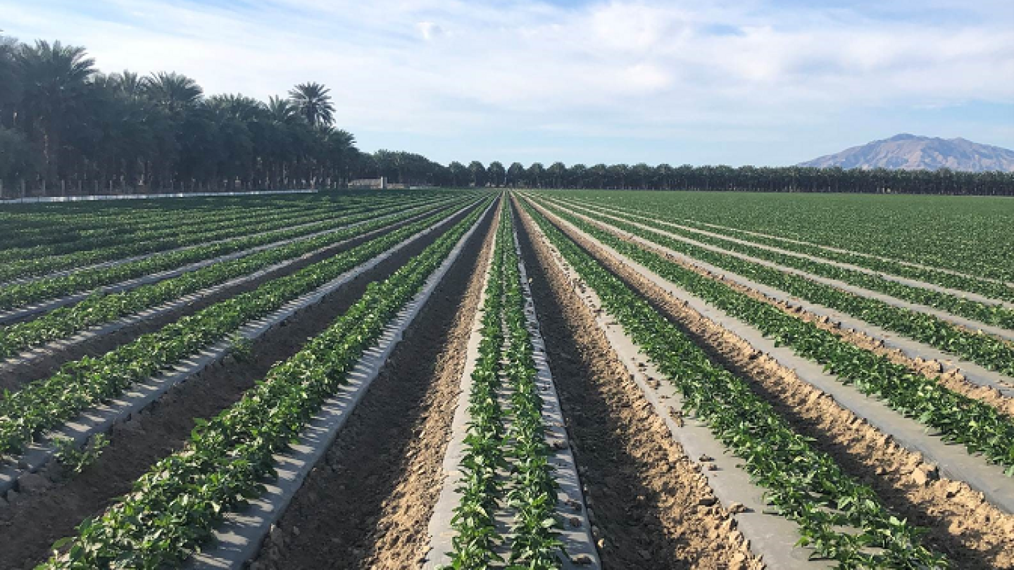 Marketscope — Vegetable f.o.b.s as of June 1 - The Packer - Fruit and ...