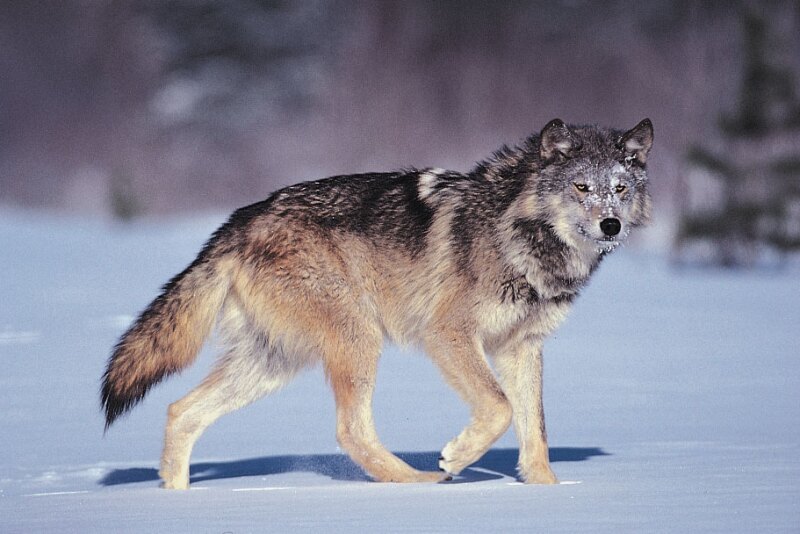 Wolves Are Not Going Away: Ranchers Push for Practical Management Tools ...