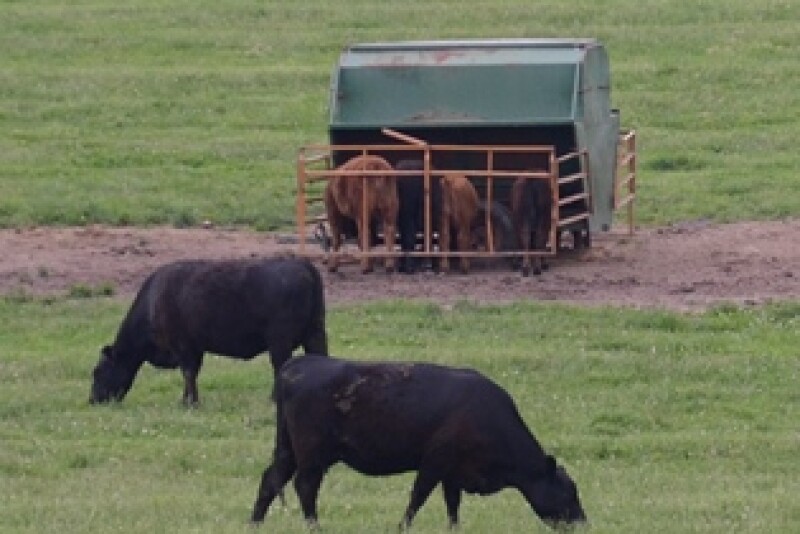 Should You Consider Creep Feeding Calves? - Drovers