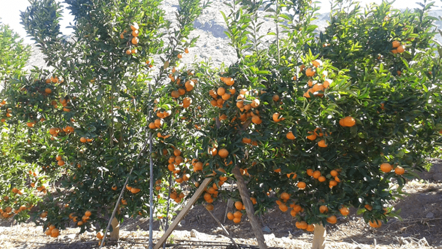 Chile expects record mandarin exports to North America - The Packer